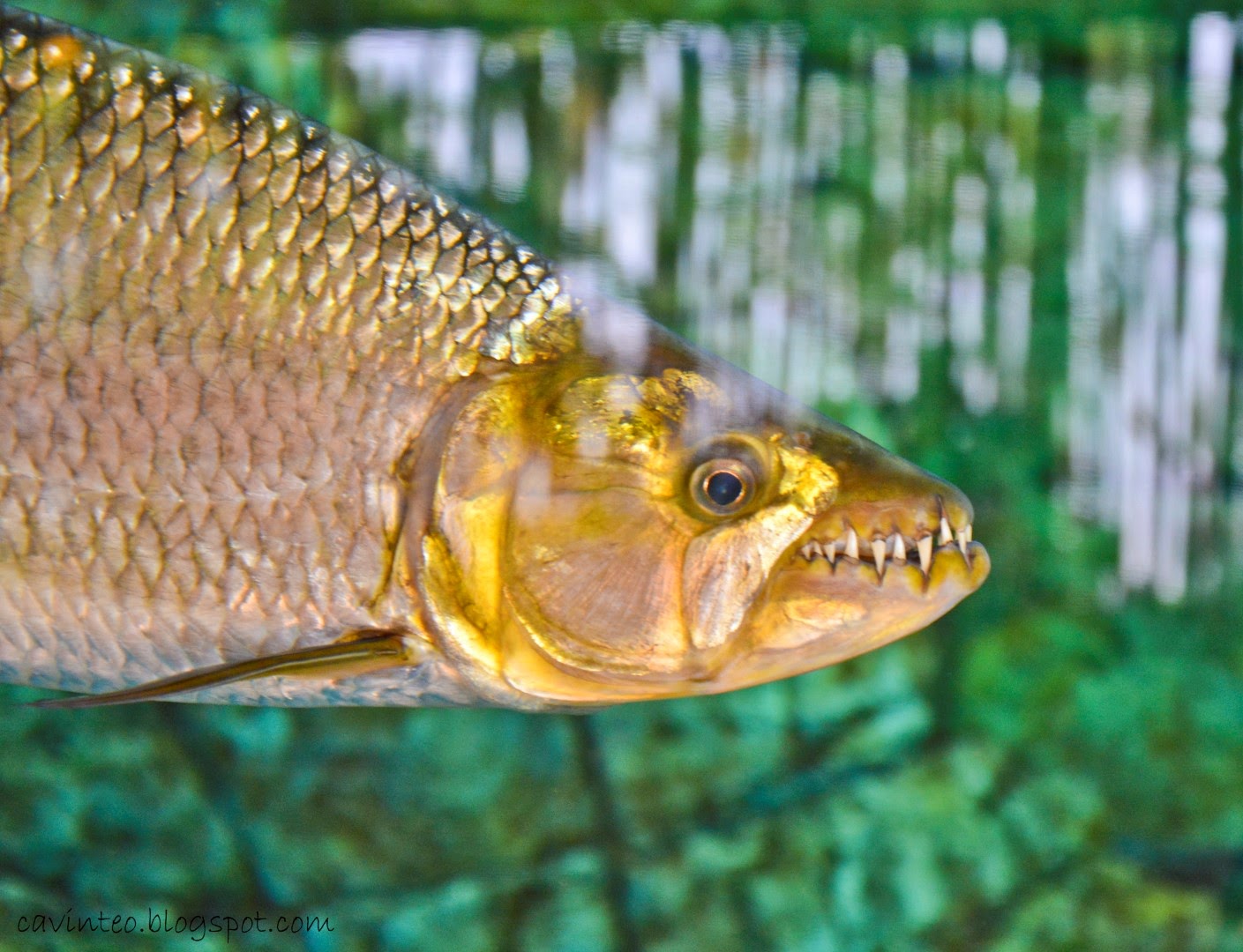 Entree Kibbles: Rivers of the World - Small Yet Pretty Interesting ...